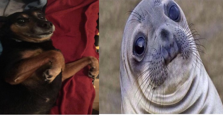 All About Our Pets(Pics, Advice, Etc) | Page 109 | Student Doctor Network