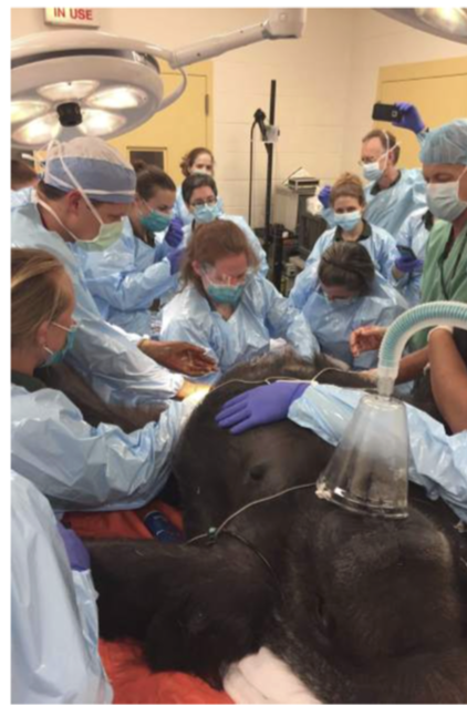 Anyone ever intubated a gorilla? | Page 2 | Student Doctor Network Forums