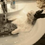 AMCAS Activities- Format of shadowing experiences | Student Doctor Network